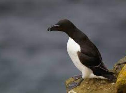 Saaristomatkat | Launokorpi